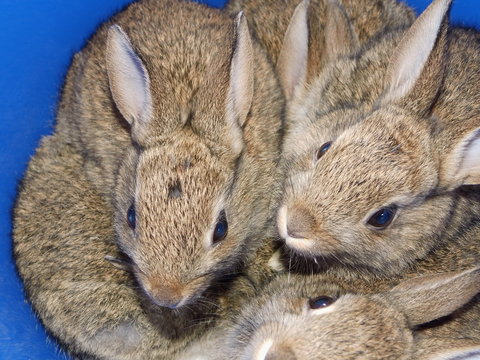 「Karnickel」の画像 - 1,815 件の Stock 写真、ベクターおよびビデオ | Adobe Stock