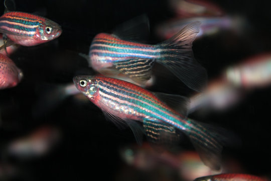 Zebrafish Images – Browse 1,107 Stock Photos, Vectors, and Video ...