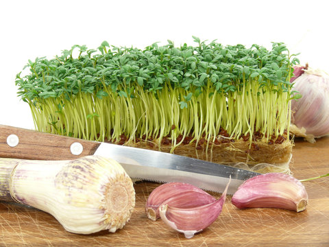 รูปภาพKnofel – เลือกดูภาพถ่ายสต็อก เวกเตอร์ และวิดีโอ108 | Adobe Stock