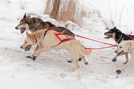 Dog Sled Side View