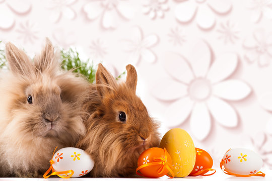 Zwerghasen Bilder – Durchsuchen 1,085 Archivfotos, Vektorgrafiken und ...