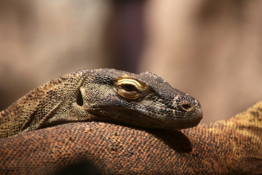 รูปภาพWarane – เลือกดูภาพถ่ายสต็อก เวกเตอร์ และวิดีโอ204 | Adobe Stock