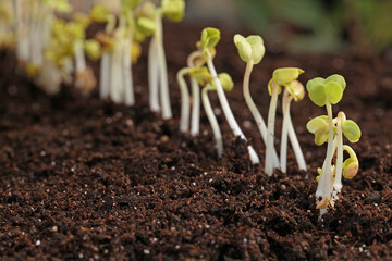 Plantule : photos, illustrations, vecteurs et vidéos libres de droits ...