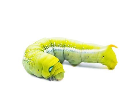 รูปภาพ"Worm – เลือกดูภาพถ่ายสต็อก เวกเตอร์ และวิดีโอ350,241 | Adobe Stock