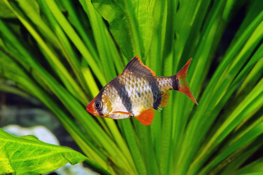 รูปภาพ"Sumatra Barb" – เลือกดูภาพถ่ายสต็อก เวกเตอร์ และวิดีโอ529 ...