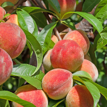 รูปภาพPfirsiche – เลือกดูภาพถ่ายสต็อก เวกเตอร์ และวิดีโอ2,347 | Adobe Stock