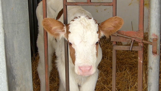 Obrázky Mooing – procházejte fotografie, vektory a videa 21,241 | Adobe ...