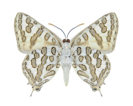 Acamas Images – Browse 141 Stock Photos, Vectors, and Video | Adobe Stock