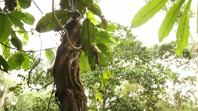 Jagube Imagens – Procure 237 fotos, vetores e vídeos | Adobe Stock