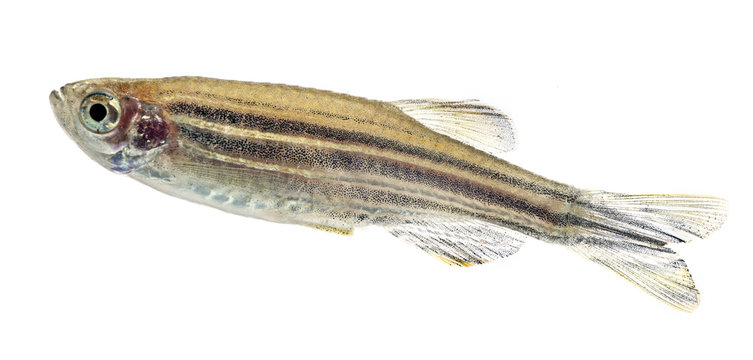 รูปภาพZebrafish – เลือกดูภาพถ่ายสต็อก เวกเตอร์ และวิดีโอ1,500 | Adobe Stock