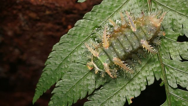 「Limacodidae」の写真素材 | 390件の無料イラスト画像 | Adobe Stock