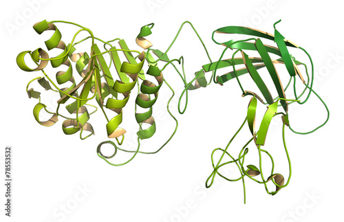 "Human pancreatic lipase (HPL) enzyme, in complex with colipase." Fotos ...