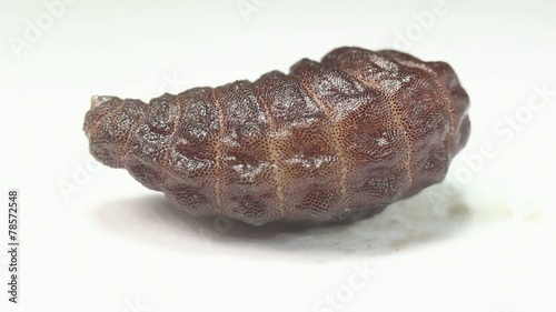 "Larva of a rodent bot fly (Cuterebra sp.)." Stock footage and royalty ...