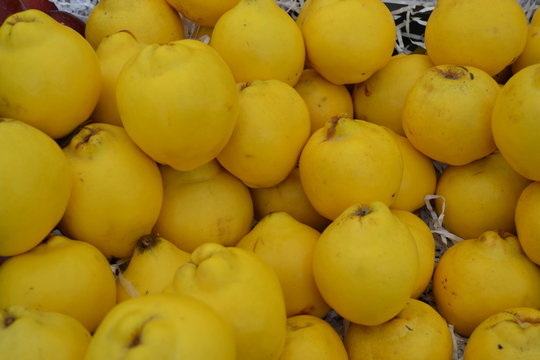 Ayva Images – Browse 188 Stock Photos, Vectors, and Video | Adobe Stock