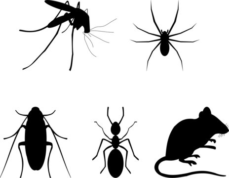 47 MELHORES Pernilongo IMAGENS, FOTOS E VETORES | Adobe Stock