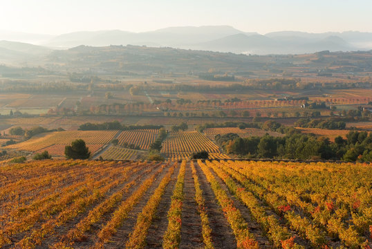 "Champ De Vigne" 影像 – 瀏覽 275 個素材庫相片、向量圖和影片 | Adobe Stock