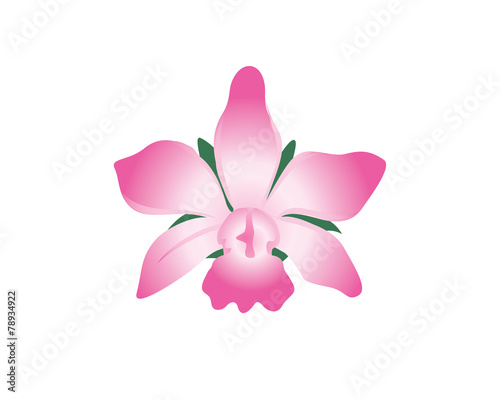 "Cataleya Pink" Stock image and royalty-free vector files on Fotolia ...