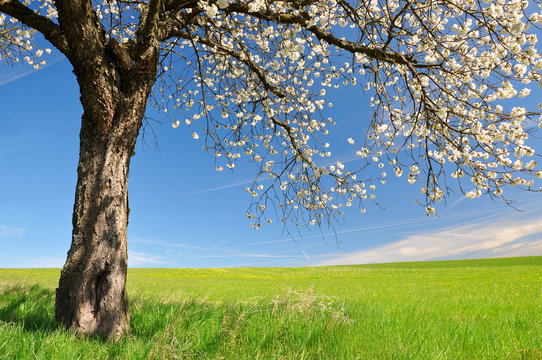 Free Spring Images – Browse 43,975 Free Stock Photos, Vectors, and ...