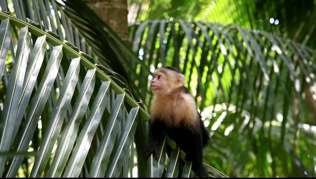 Capu Images – Browse 375 Stock Photos, Vectors, and Video | Adobe Stock