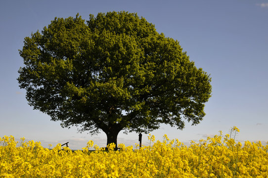 「Sommereiche」の画像 - 138 件の Stock 写真、ベクターおよびビデオ | Adobe Stock