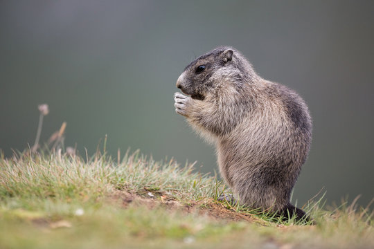 รูปภาพMarmot – เลือกดูภาพถ่ายสต็อก เวกเตอร์ และวิดีโอ44,393 | Adobe Stock