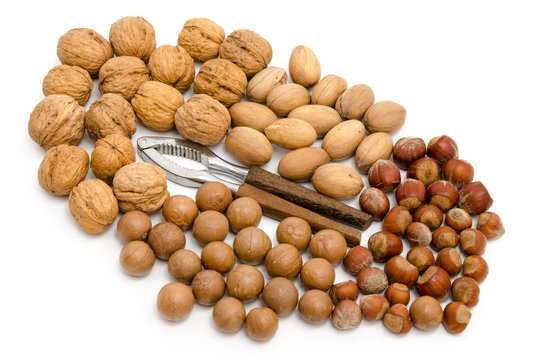 Nussarten bilder – Bläddra bland 27 stockfoton, vektorer och videor ...