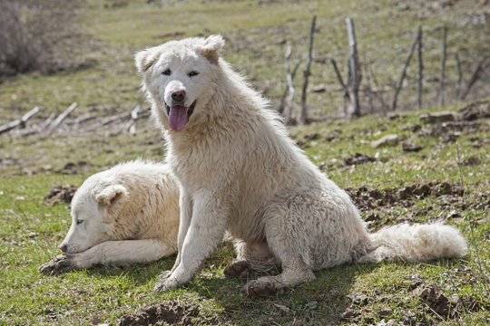 Maremmen-Abruzzen-Schäferhund-Bilder: Stock-Fotos & -Videos. | Adobe Stock
