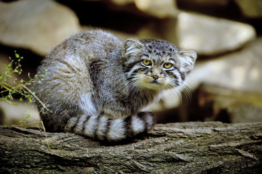 kucing manul