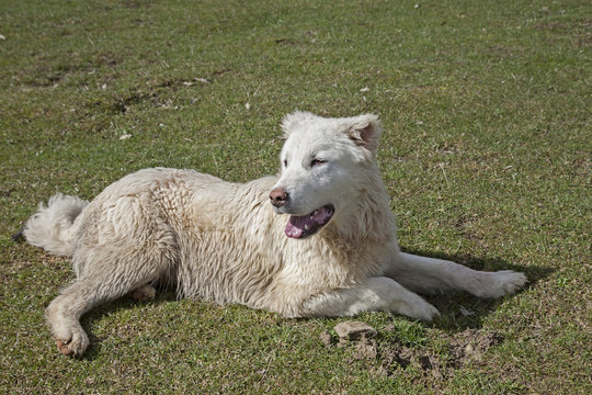 Maremmen-Abruzzen-Schäferhund-Bilder: Stock-Fotos & -Videos. | Adobe Stock