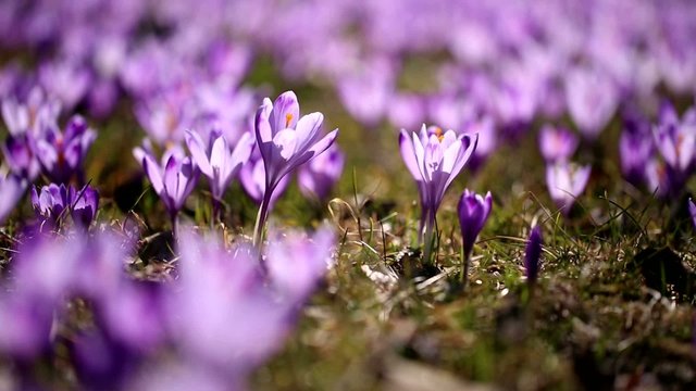 Crocus Video Footage – Browse 5,836 HD Stock Video and Footage | Adobe ...