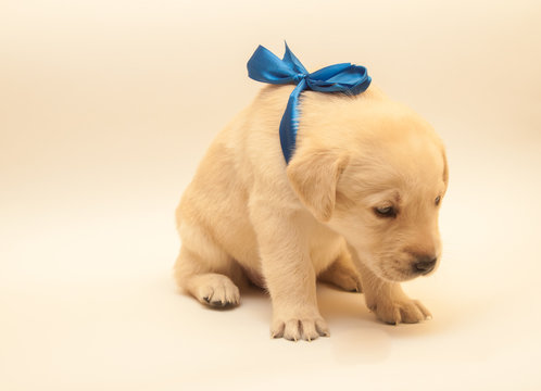 Labarador Images – Browse 54 Stock Photos, Vectors, and Video | Adobe Stock