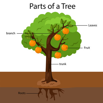 Fruit Tree With Roots Images – Browse 8,112 Stock Photos, Vectors, and ...