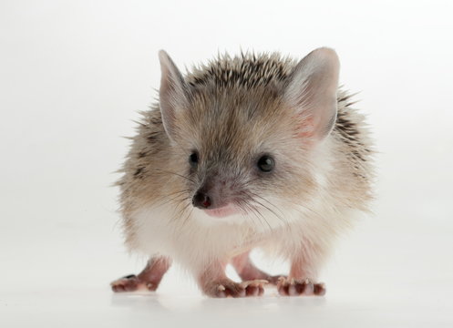 "Prickly Animal" Images – Browse 44 Stock Photos, Vectors, and Video ...