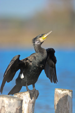 Cormorano Images – Browse 1,155 Stock Photos, Vectors, and Video ...