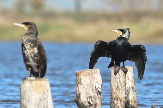 Cormorani Images – Browse 320 Stock Photos, Vectors, and Video | Adobe ...