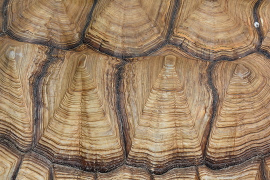 Plastral Images – Browse 6,352 Stock Photos, Vectors, and Video | Adobe ...