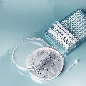 Microbal Bilder – Durchsuchen 80 Archivfotos, Vektorgrafiken und Videos ...