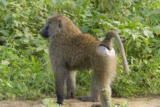 Rotarschpavian-Bilder: Stock-Fotos & -Videos. | Adobe Stock