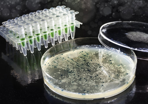 Microbal Bilder – Durchsuchen 81 Archivfotos, Vektorgrafiken und Videos ...