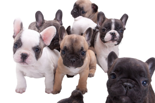 รูปภาพFrenchie – เลือกดูภาพถ่ายสต็อก เวกเตอร์ และวิดีโอ12,084 | Adobe Stock