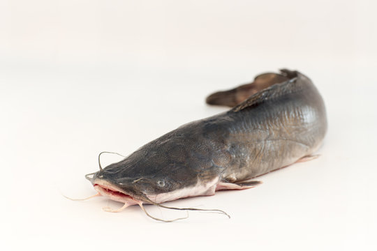 2,039 BEST Wels IMAGES, STOCK PHOTOS & VECTORS | Adobe Stock