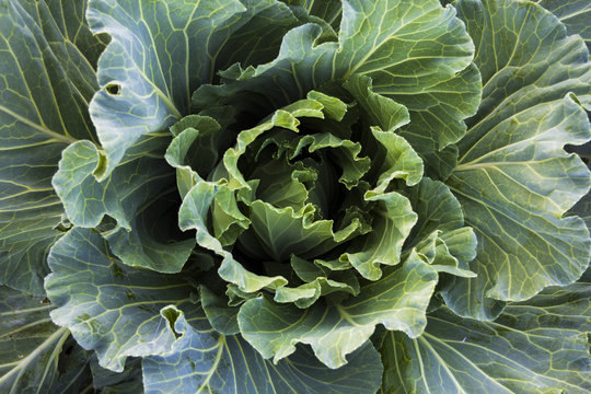 รูปภาพBerzas – เลือกดูภาพถ่ายสต็อก เวกเตอร์ และวิดีโอ87 | Adobe Stock