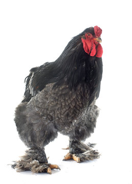 Riesenhuhn Bilder – Durchsuchen 1,384 Archivfotos, Vektorgrafiken und ...