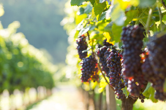 「Rebsorte」の画像 - 2,162 件の Stock 写真、ベクターおよびビデオ | Adobe Stock