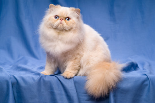 Blue Point Persian Cat