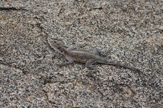 "African Lizard" Images – Browse 120 Stock Photos, Vectors, and Video ...