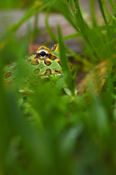 Amphybia Images – Browse 27 Stock Photos, Vectors, and Video | Adobe Stock