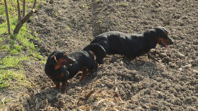 How Do Dogs Mate Video