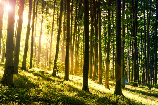 Free Forest Images – Browse 64,412 Free Stock Photos, Vectors, and ...