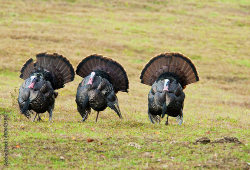 "Three wild turkeys in morning light." Stock photo and royalty-free ...